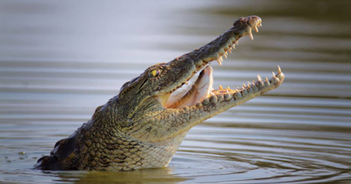 Twee Australiërs beboet na gevecht met krokodillen | Bizar | hln.be