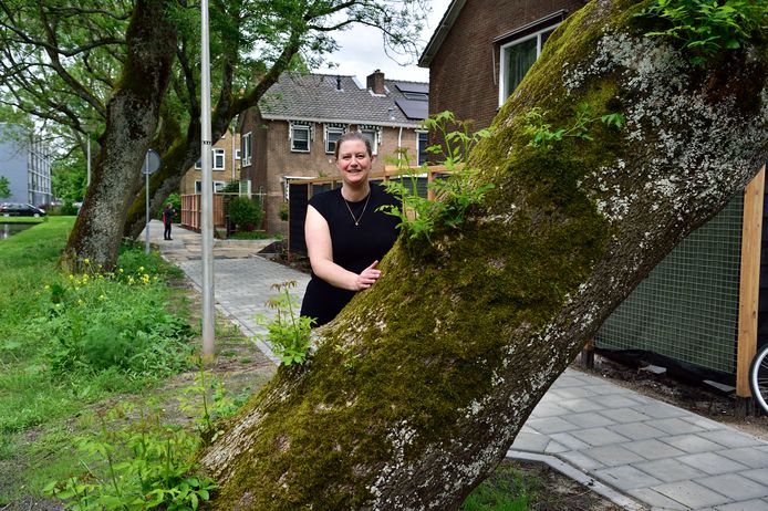 Overhellende bomen zorgen voor gevaar, volgens bewoners: ‘Het is ...