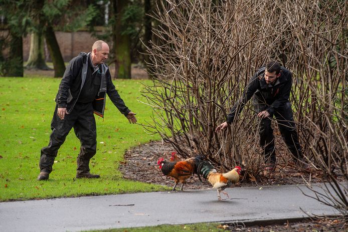 Vrije kippen Valkenberg zijn de klos: ‘Het is bizar dat ze hier nu ook ...