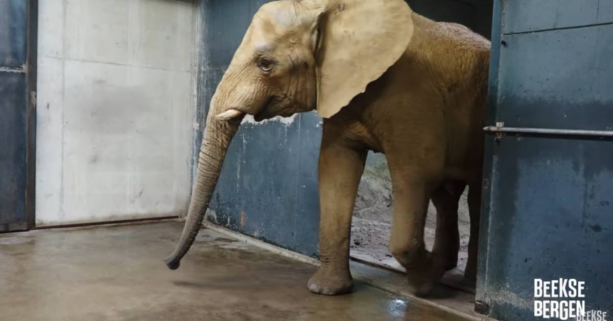 Nieuw mannetje Yambo doet stévig zijn best: drie drachtige olifanten in Safaripark Beekse Bergen ...