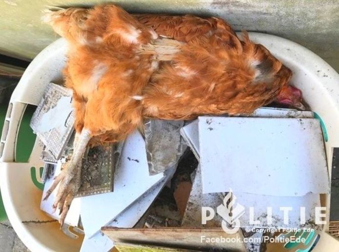 'Schandalige mishandeling' kip: nek gebroken met plank uit ren | Ede ...