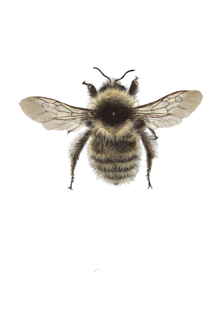 De zandhommel kan niet zonder klaver en smeerwortel | De Volkskrant