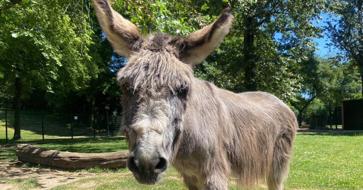 Ezel Basje heeft de uitzonderlijke leeftijd van 46 jaar: ‘In ...