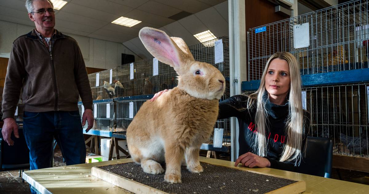 Vlaamse reus verdient alle aandacht in Vriezenveen: ‘Heerlijk om ze te ...