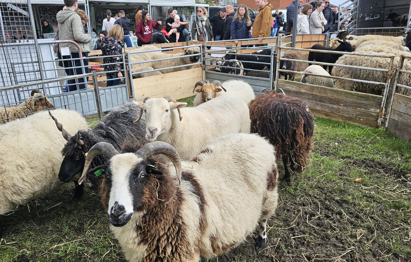 Over de koppen lopen op de dertigste en laatste (?) editie van Posse ...