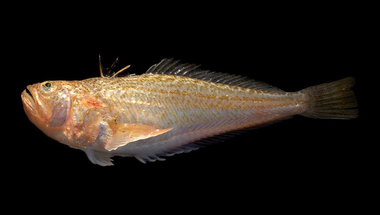 Pas op voor de giftigste vis van de Noordzee: de Pieterman | De Volkskrant