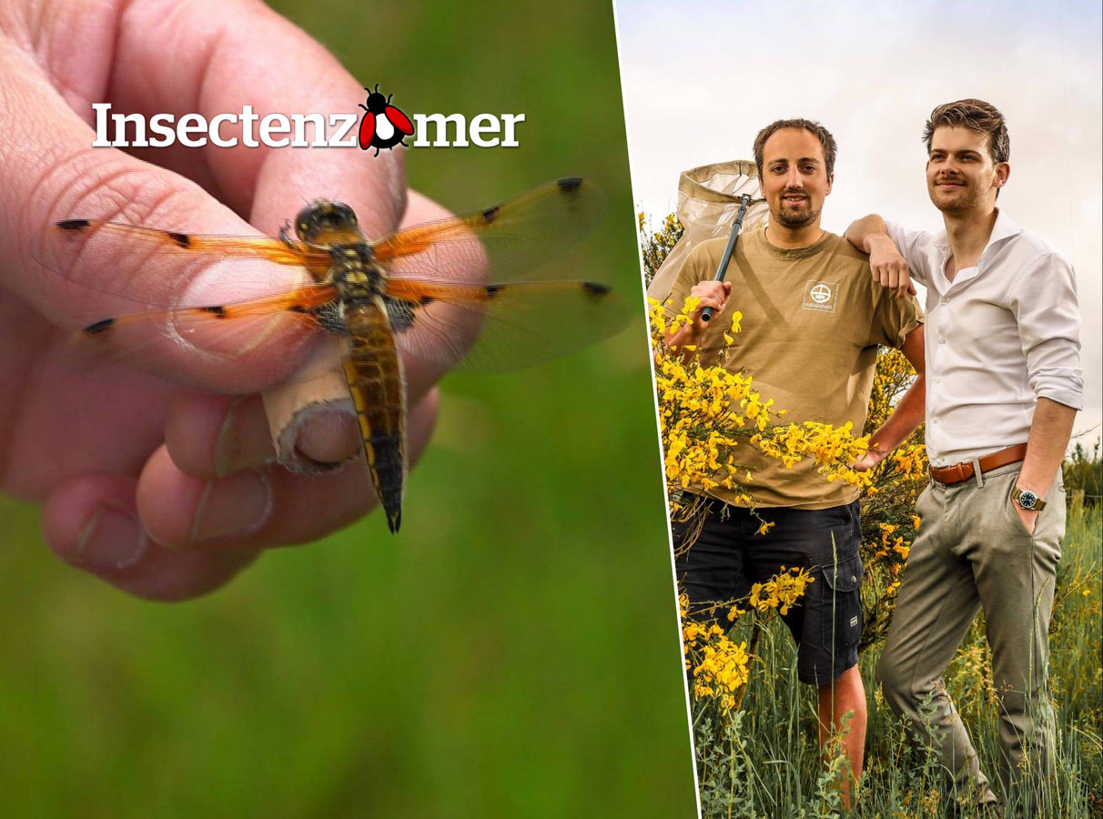 KIJK. Kan een libel steken? | Foto | hln.be