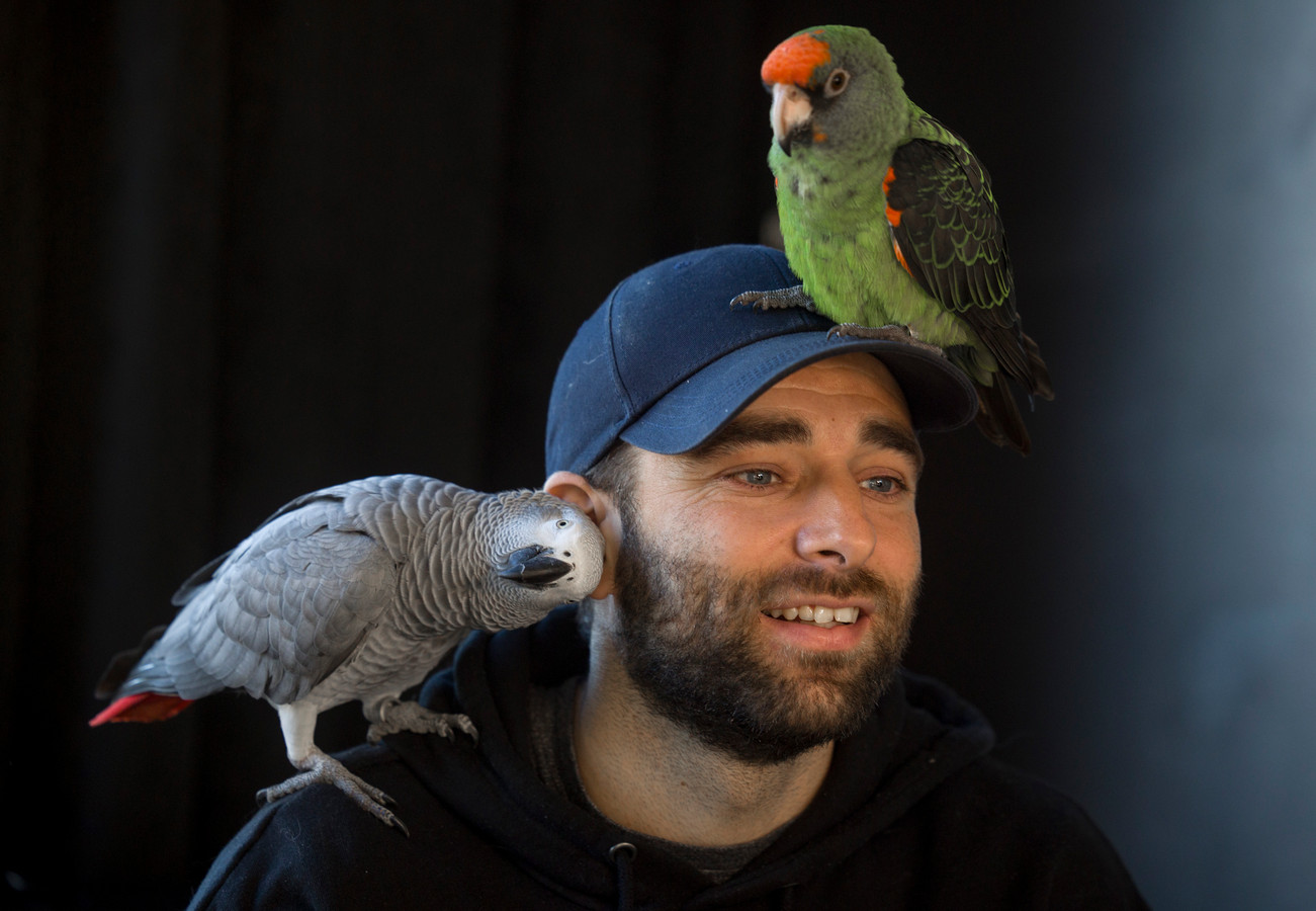 Overal waar Alex gaat, vliegen zijn papegaaien hem fluitend achterna ...