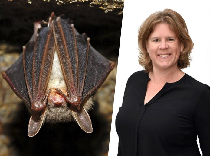 Huis isoleren? Pas op voor de vleermuispolitie | Columns Daniëlle Pels ...