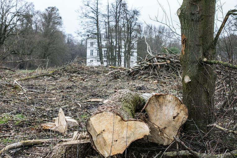 Familie Appeltans laat opnieuw (te veel) bomen kappen op domein van ... Familie Appeltans laat opnieuw (te veel) bomen kappen op domein van ...