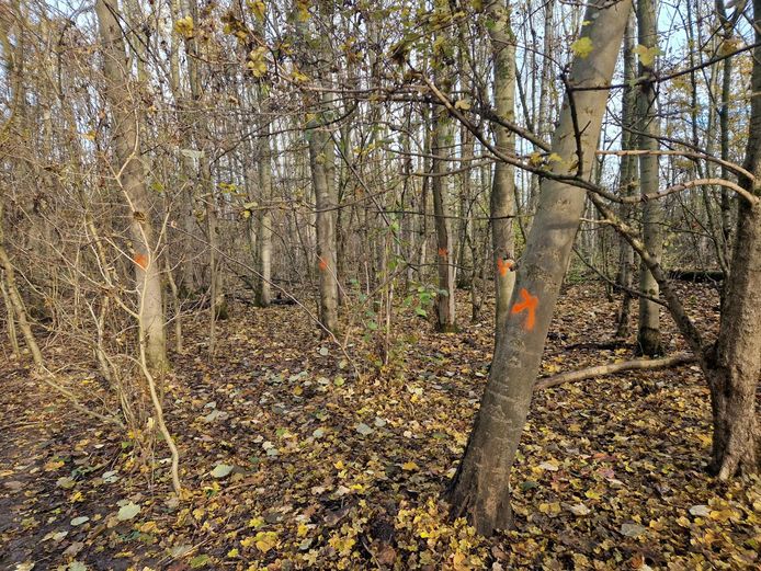 Bomen gekapt om het Schollebos weer gezond te maken | Rotterdam | AD.nl