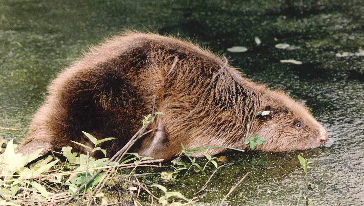 De bever is de nieuwe vluchteling | De Volkskrant