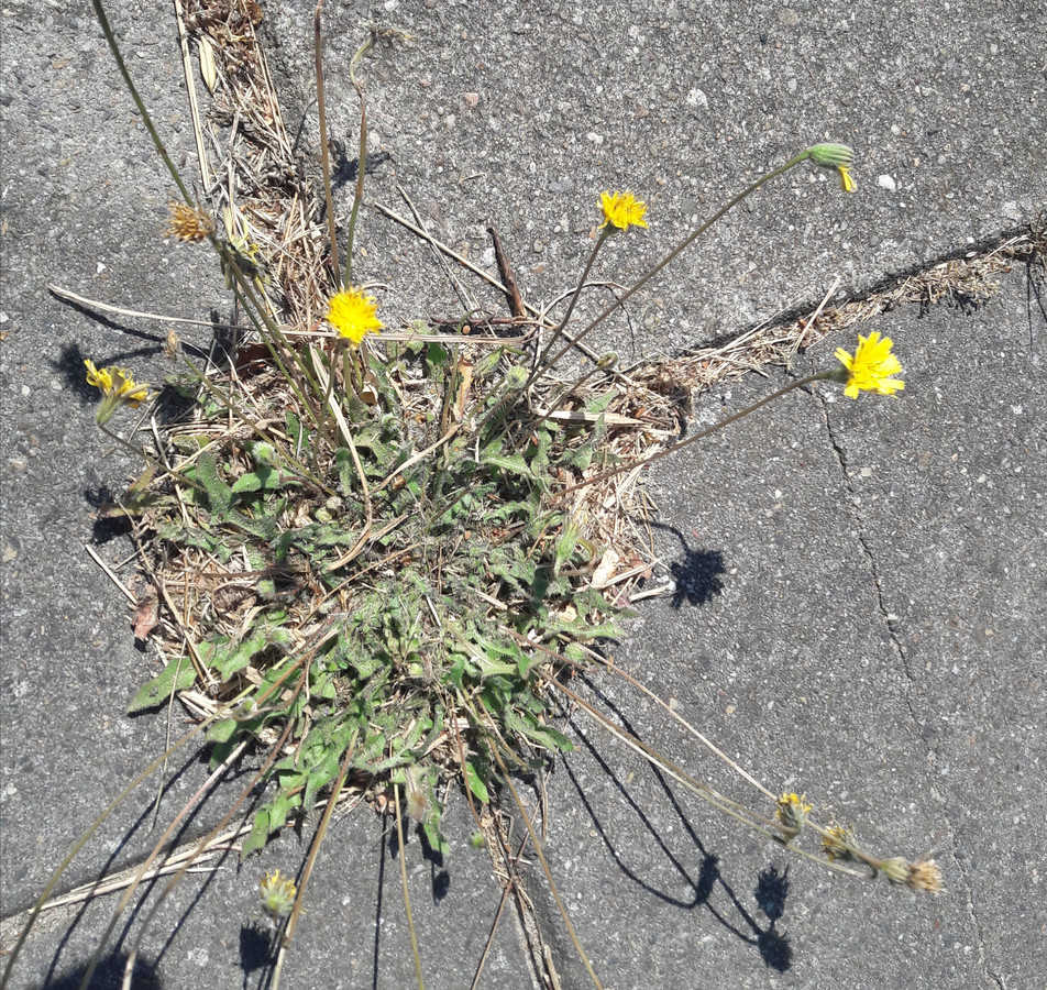 'Onkruid' in de straat steeds belangrijker voor de natuur | Foto | AD.nl