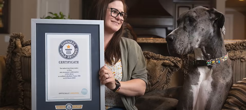 Deense dog Zeus is met zijn 1,04 meter de grootste hond ter wereld ...