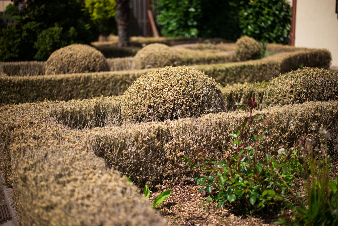 Run bij Utrechtse tuincentra op bestrijdingsmiddelen buxusrups | Foto ...