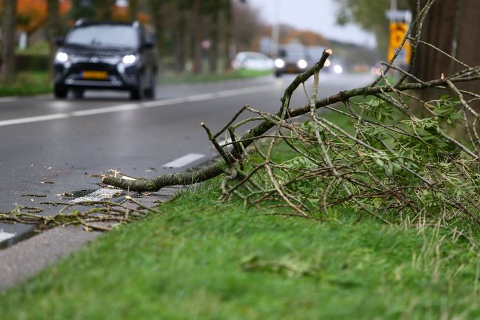 Omgewaaide bomen zorgen voor afsluiting afrit A15 en minder treinen op ...