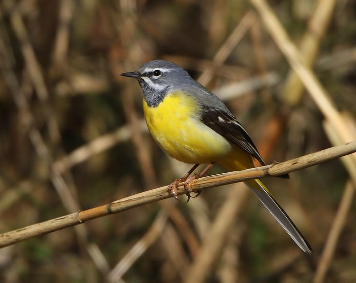 IJsvogel en grote gele kwik zoeken naar water en voedsel | Natuur ...
