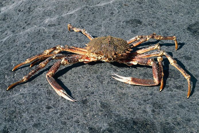 Grote spinkrab vestigt zich nu ook in Oosterschelde | Dieren | hln.be
