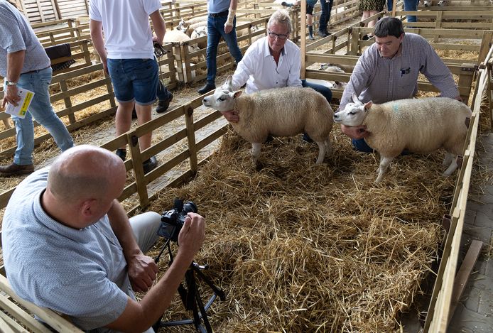 Keuring van de dikbil onder de schapenrassen in Didamse buurtschap ...