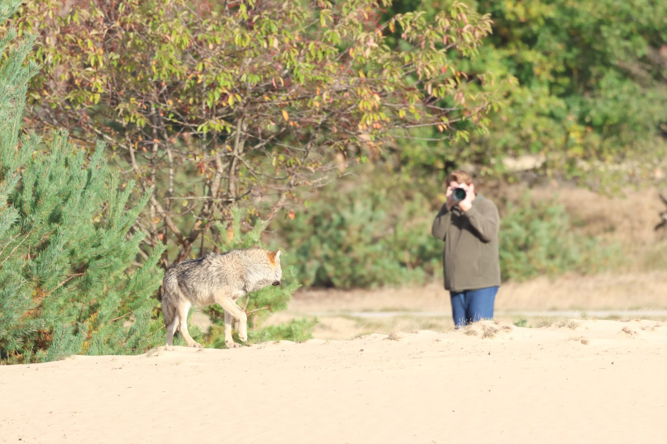 Hoe kansrijk is aangifte tegen ‘wolventemmer’ De Hoge Veluwe? | Foto ... Hoe kansrijk is aangifte tegen ‘wolventemmer’ De Hoge Veluwe? | Foto ...