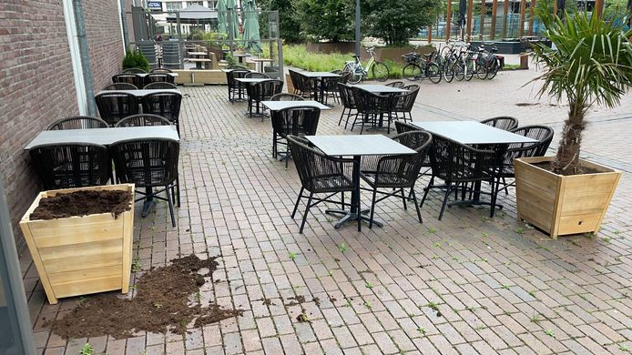 Wie heeft de palmbomen van Rafael gestolen? Sporen aarde in ...