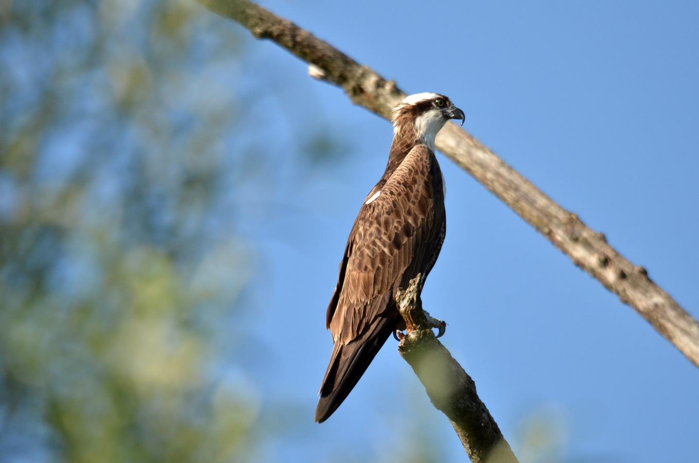 Boswachter Harm wacht in spanning op de komst van de visarend en ...