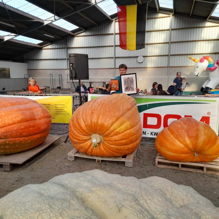 Beau (22) kweekt zwaarste pompoen van het Waasland: “Pit voor vrucht ...