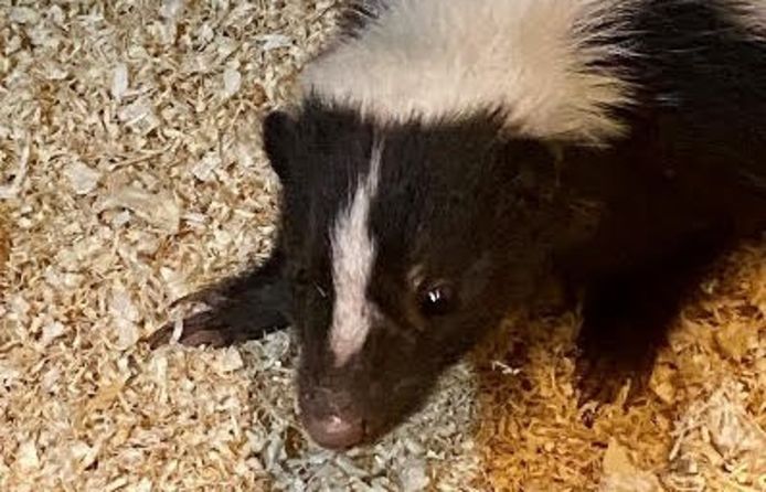 Bijzondere vondst in Tilburg: stinkdier voelt zich thuis in ...