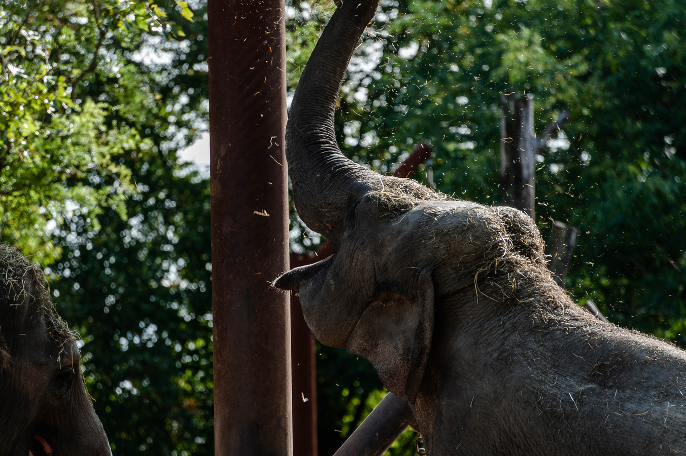 Irma, de oudste olifant van Nederland, op 53-jarige leeftijd overleden ...