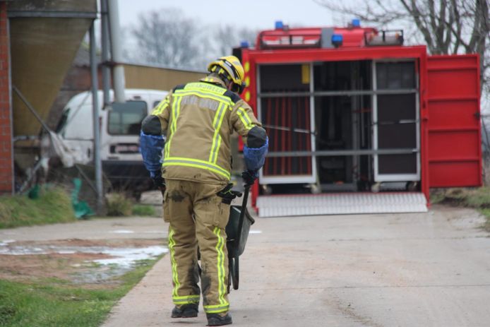 Brandweer redt 20 varkens uit beerput in Wuustwezel | Wuustwezel | hln.be