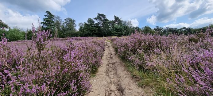 Kijk en geniet: dit zijn de mooiste heidefoto’s van regio Utrecht ...