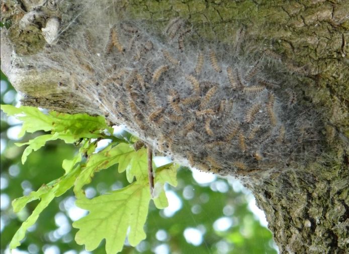Gemeente vraagt hinder van nesten eikenprocessierups te melden | Mol | hln.be