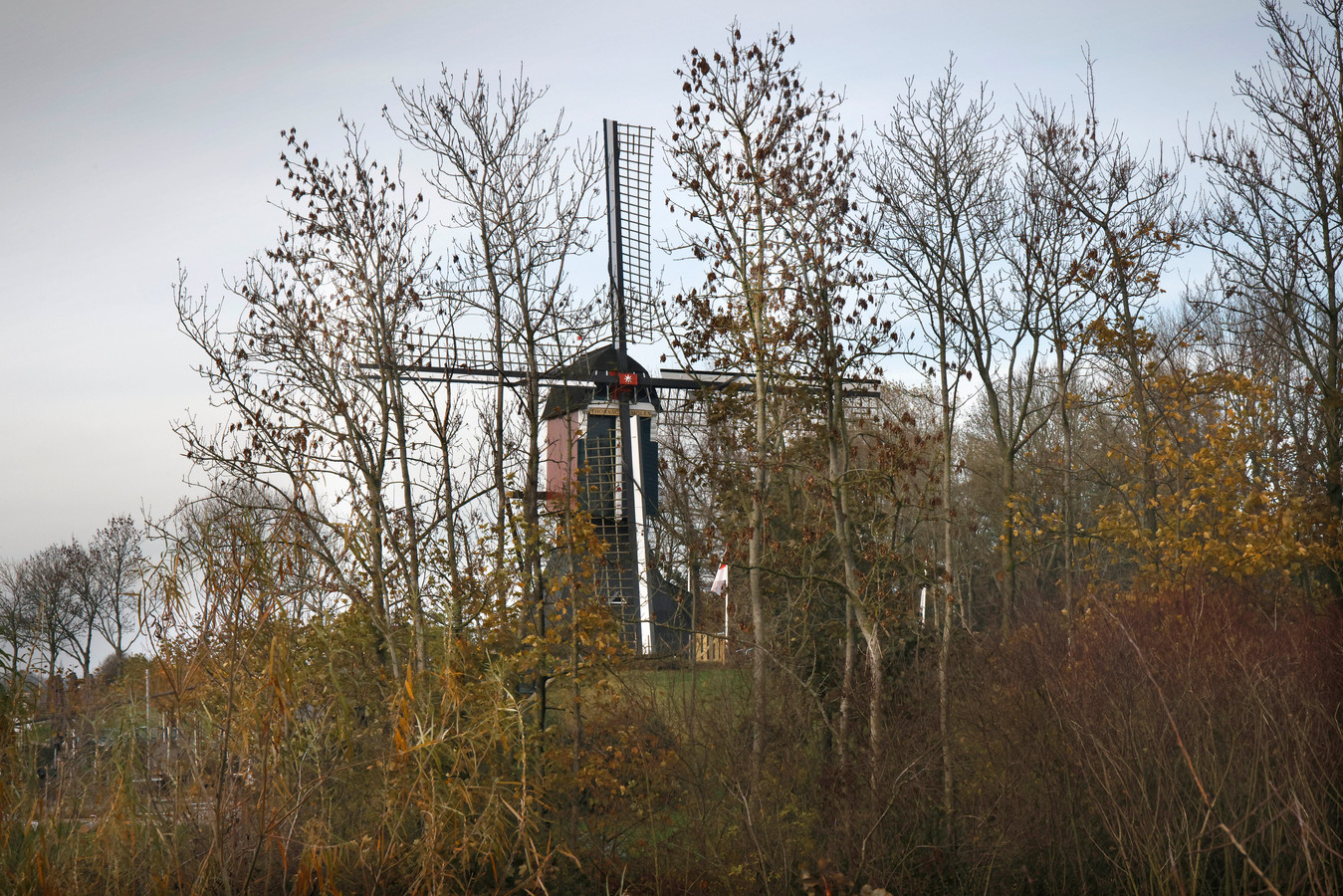 Hoe hoge bomen wisselvallig pannenkoekenmeel veroorzaken: ‘Redelijk ...