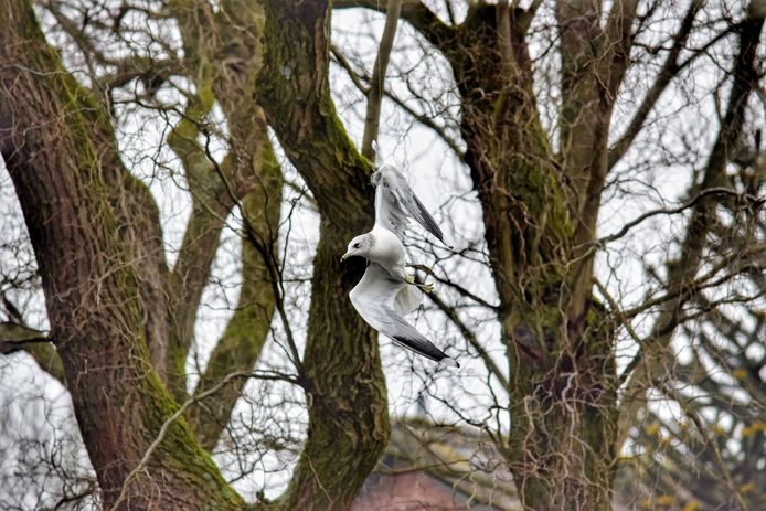 Meeuw hangt aan visdraad in boom in Tilburg | Tilburg e.o. | bd.nl