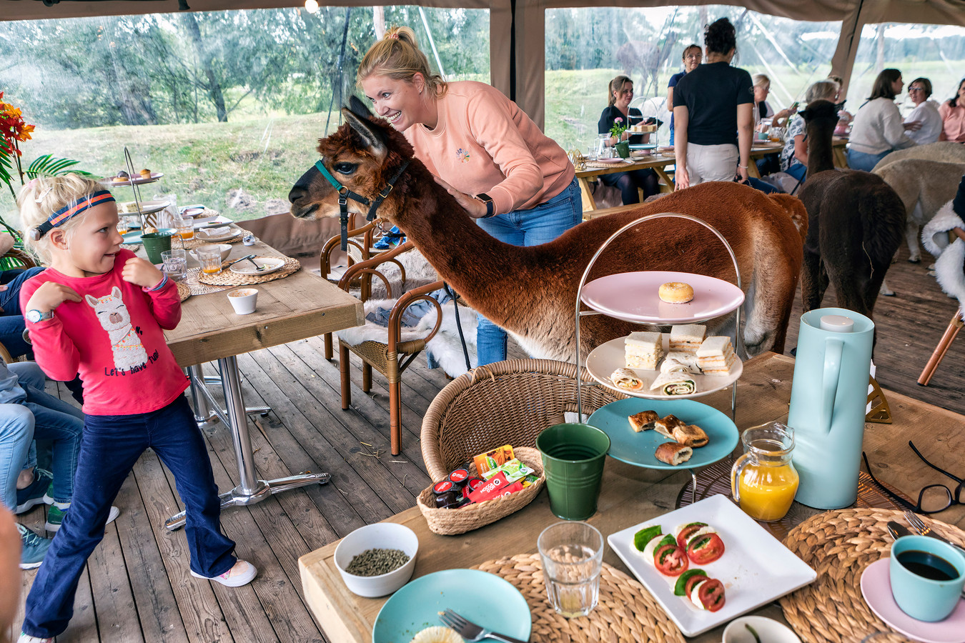 Alpaca Farm High Tea