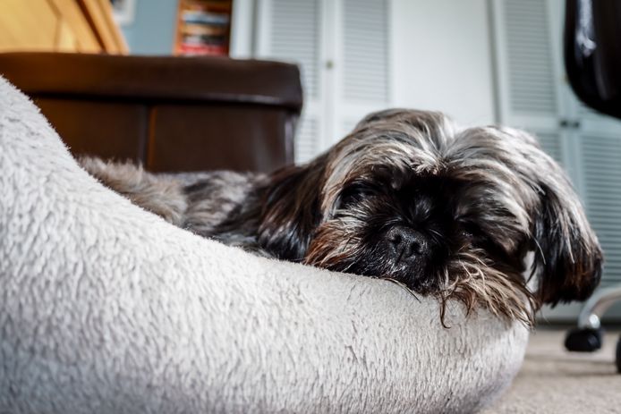 Als pensionmedewerkster ‘s ochtends de deur opent, ziet ze direct dat ...