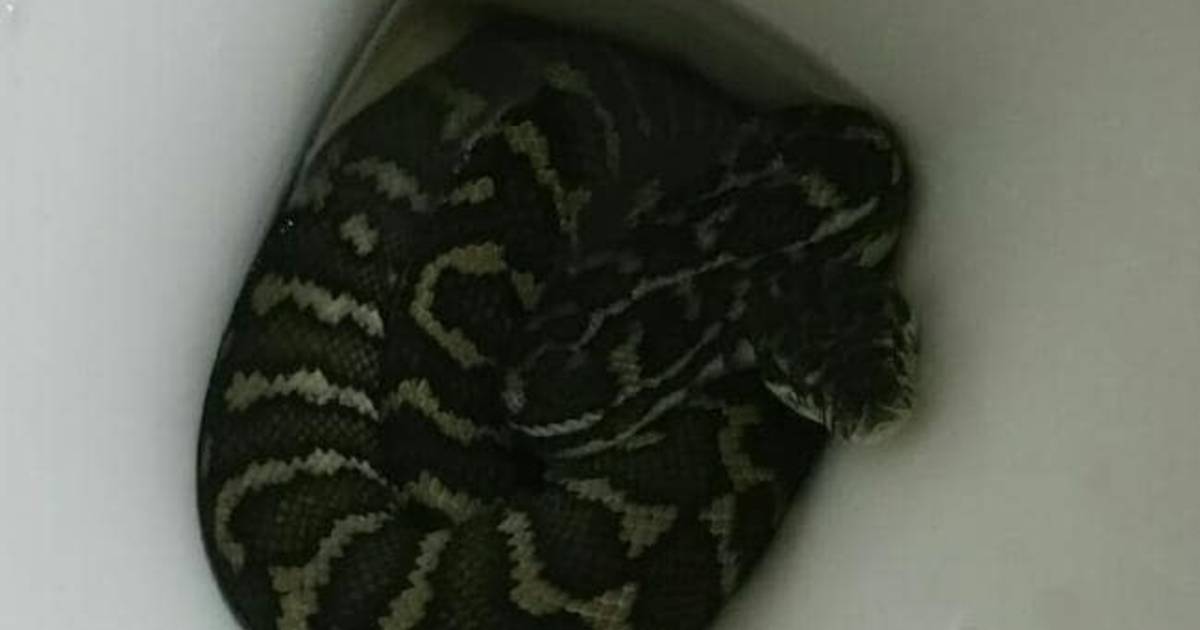 Python verrast Australische die in het donker naar toilet gaat | Het ...