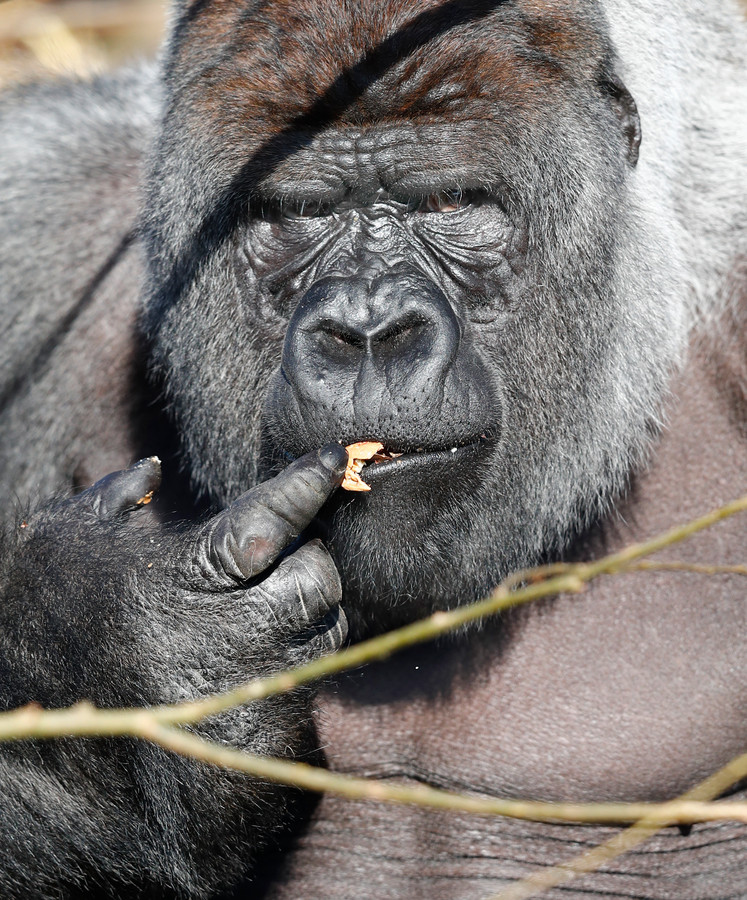 Hoera! Gorilla Bokito is zondag 25 jaar geworden | Foto | AD.nl