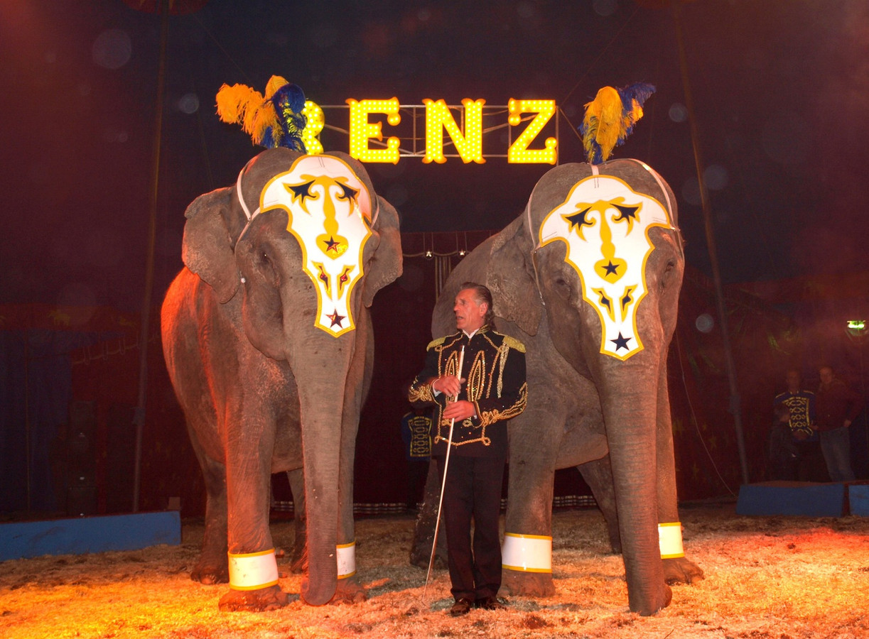 Circus Renz 'gewoon' op toernee met wilde dieren | Foto | AD.nl