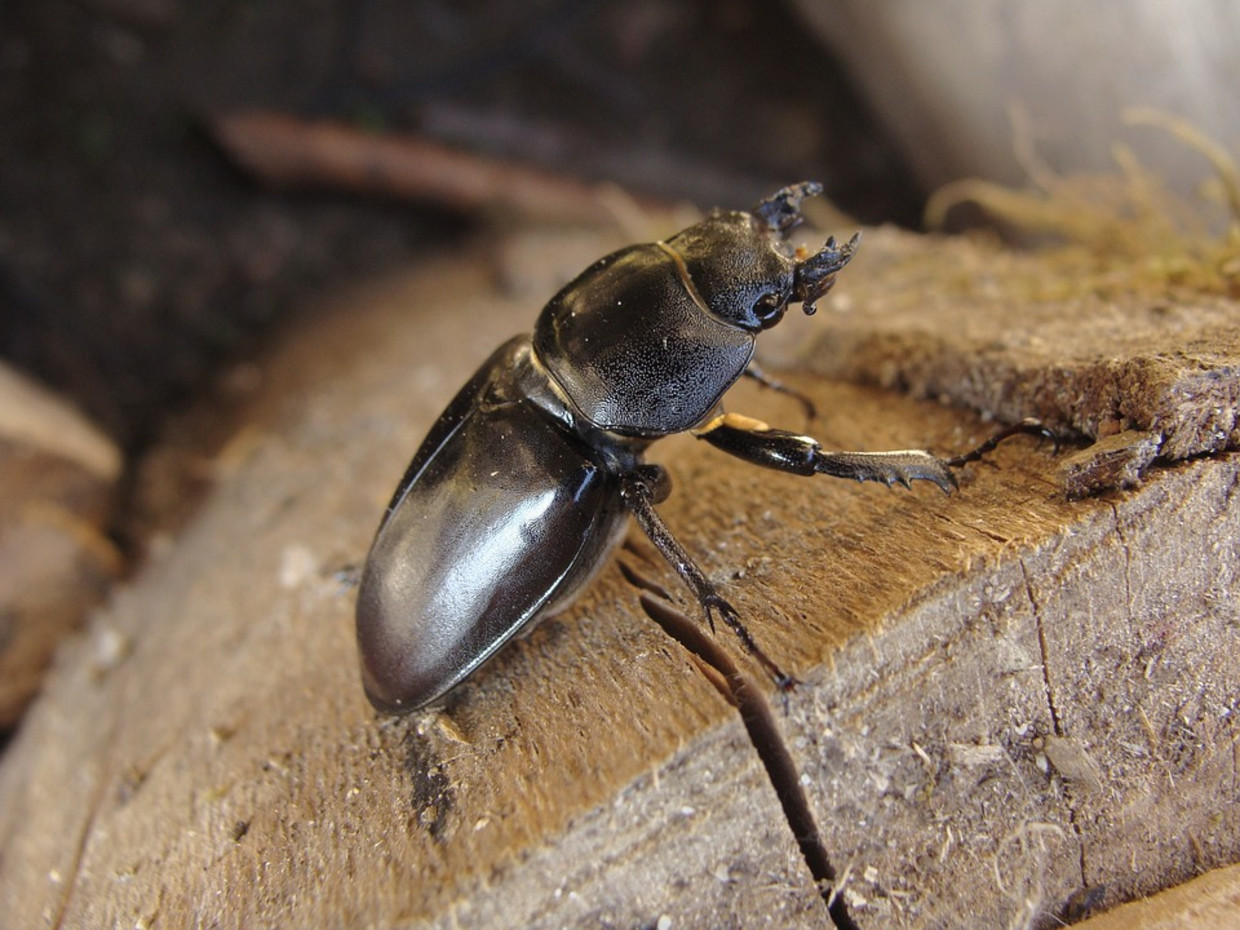 Groot deel Europese houtkevers met uitsterven bedreigd | De Morgen