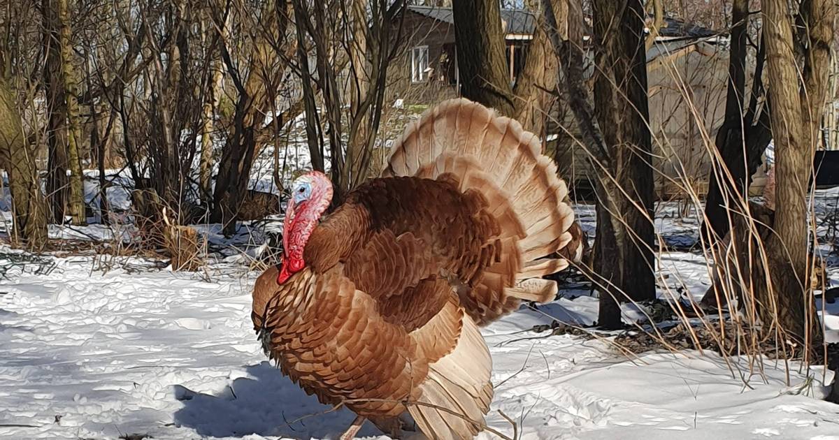 Henk is één van de weinige kalkoenen die niet in de oven is beland ...