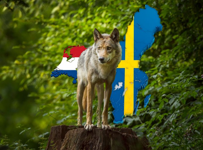 Dit zijn de 5 lessen over de wolf die Nederland kan leren van Zweden ...
