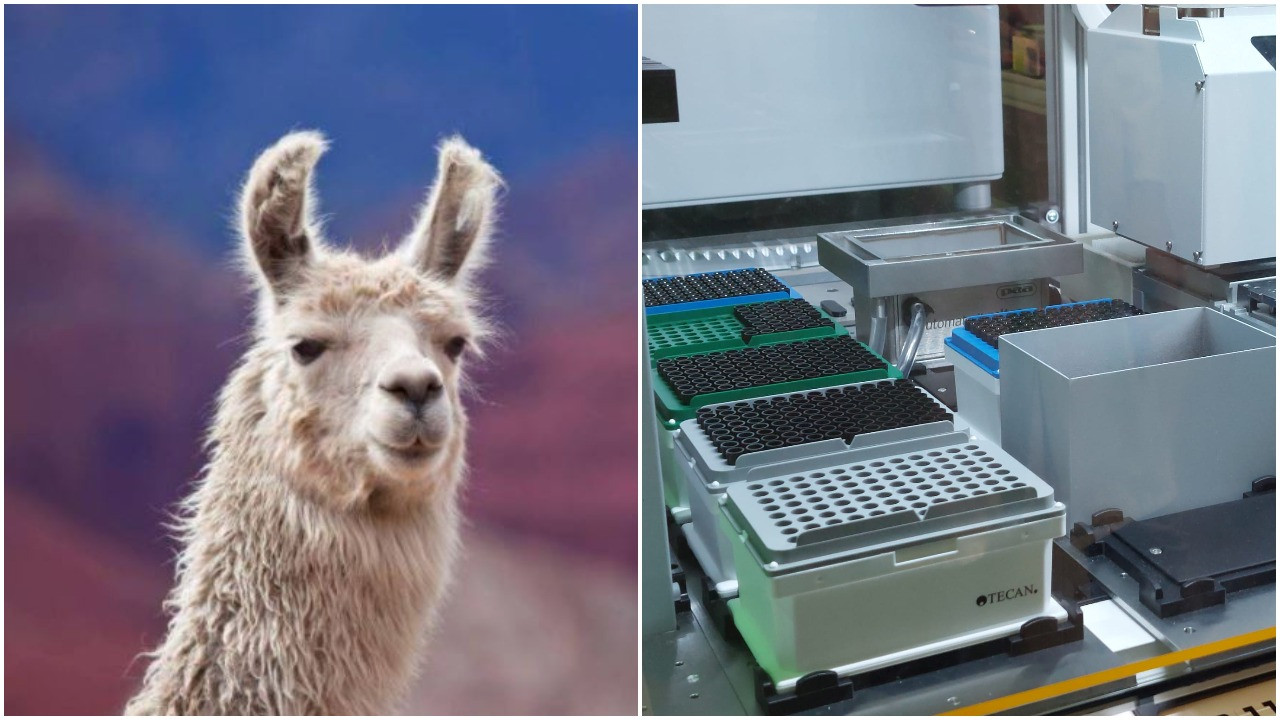 Van lama (of alpaca) tot labo: het Gentse Ablynx speelt al 20 jaar mee ...