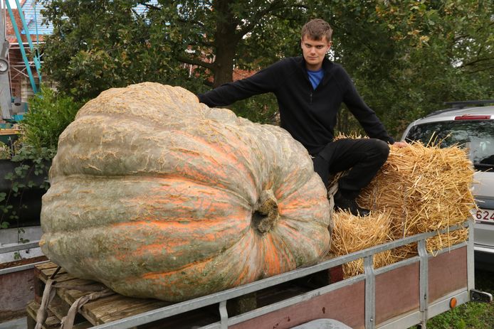 Reuzenvrucht van meer dan 500 kilogram geoogst: Beau (20) kweekt dikste ...