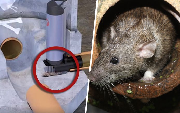 Deze val doodt ratten in fractie van seconde: ‘superwreed’ of ideale ...