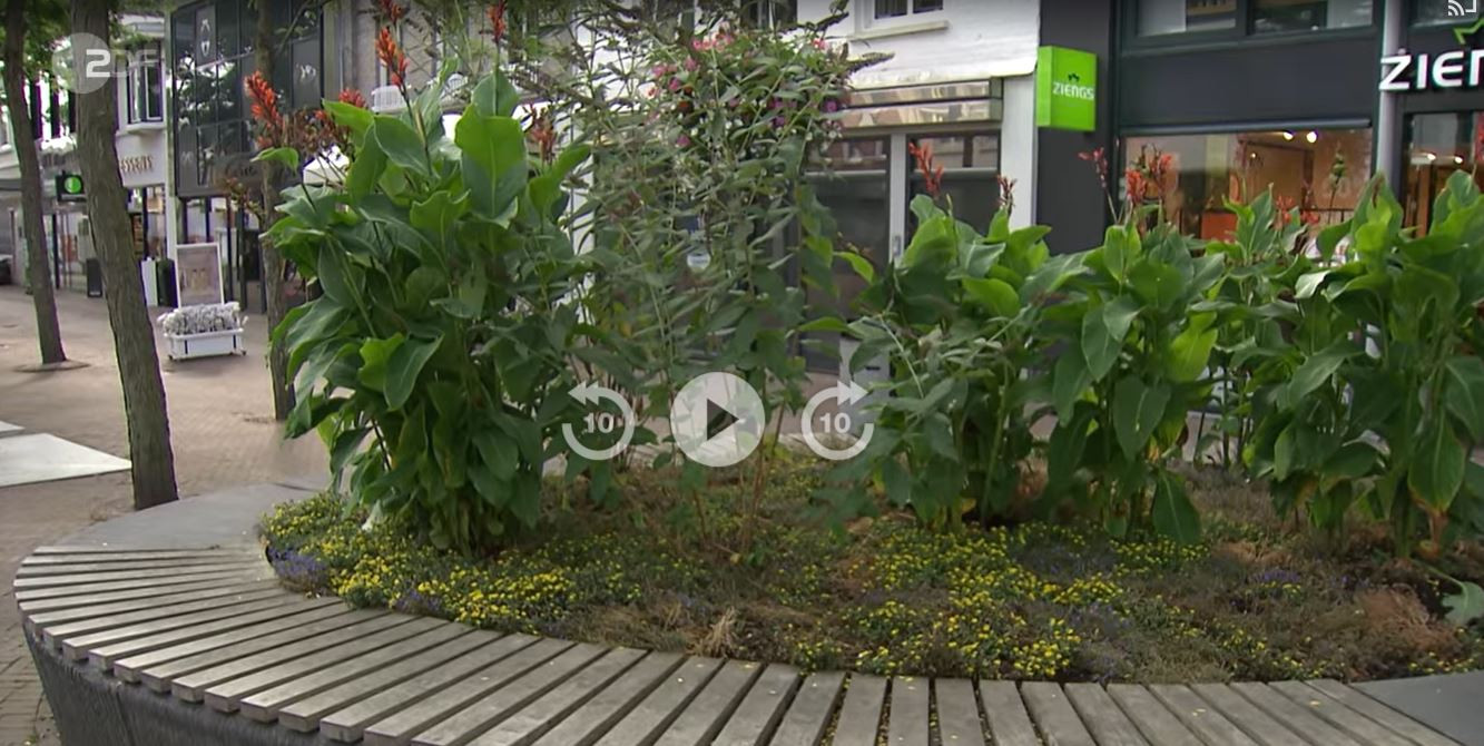 ‘Tegelwippende’ stad Oss haalt de Duitse televisie | Foto | AD.nl