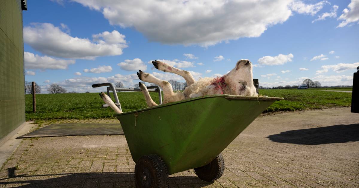 Wolf bijt op klaarlichte dag schaap van Loes (17) dood in Eibergen: ‘Ze ...