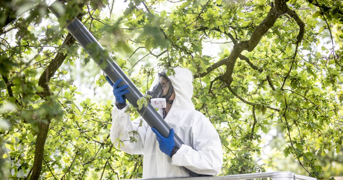 Liemers zuigt lege nesten eikenprocessierups uit de bomen | Zevenaar | gelderlander.nl