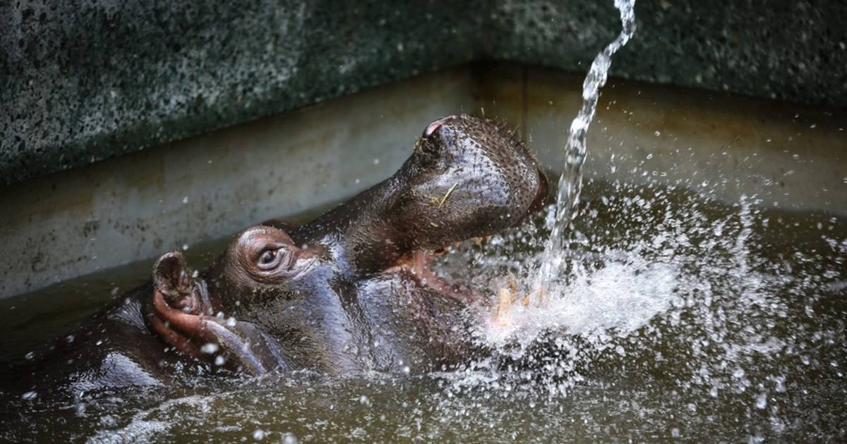 Antwerpse Zoo pakt uit met vernieuwde paviljoenen | Dieren | hln.be