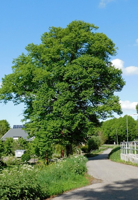 Bescherm de fruitbomen en schietwilgen: welke bomen willen we behouden ...